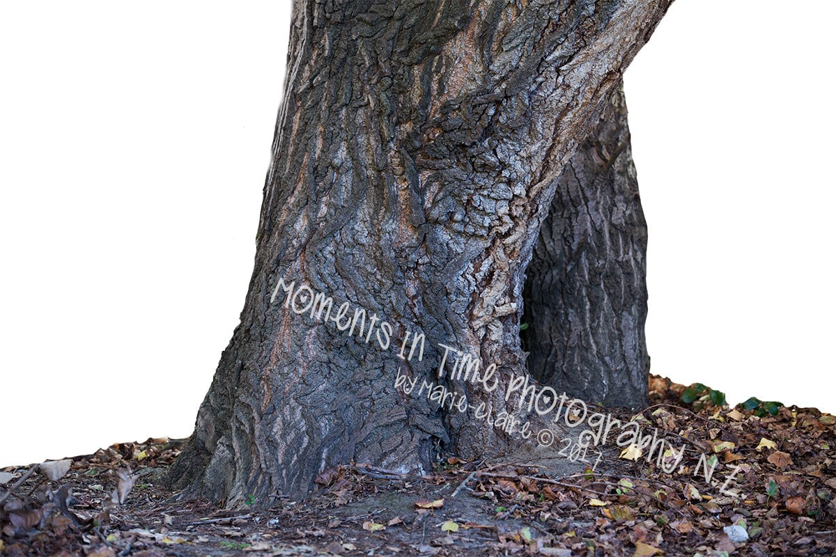 MIT Standing Tree Trunk Digital Overlay | Etsy