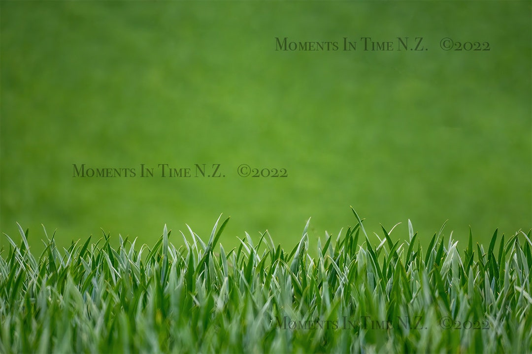 MIT Grassy Field Digital Backgrounds (set of 2 EMPTY Fields) - Etsy