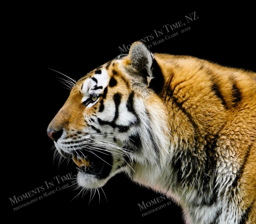 MIT Tiger Head Side on Digital Overlay - Etsy