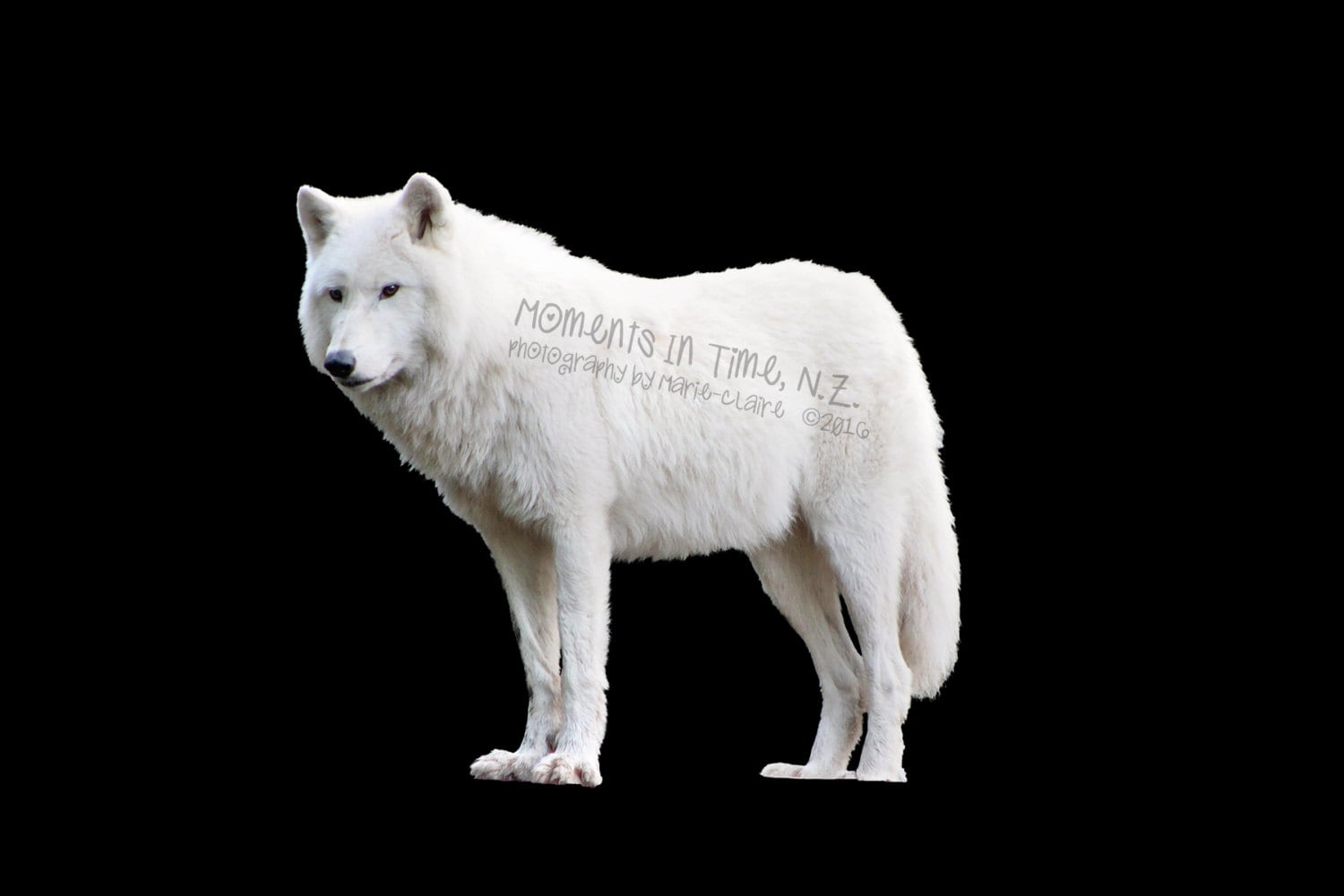 MIT White Wolf Digital Animal Overlay - Etsy