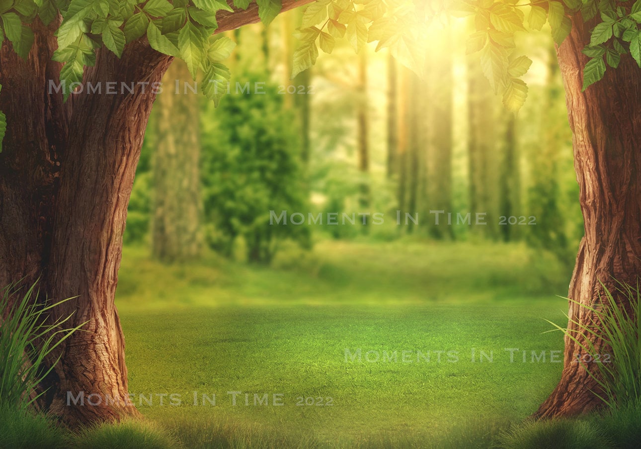 MIT Forest Clearing Digital Background - Etsy