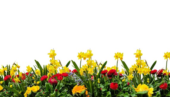 MIT Daffodil Border Flower Overlay | Etsy