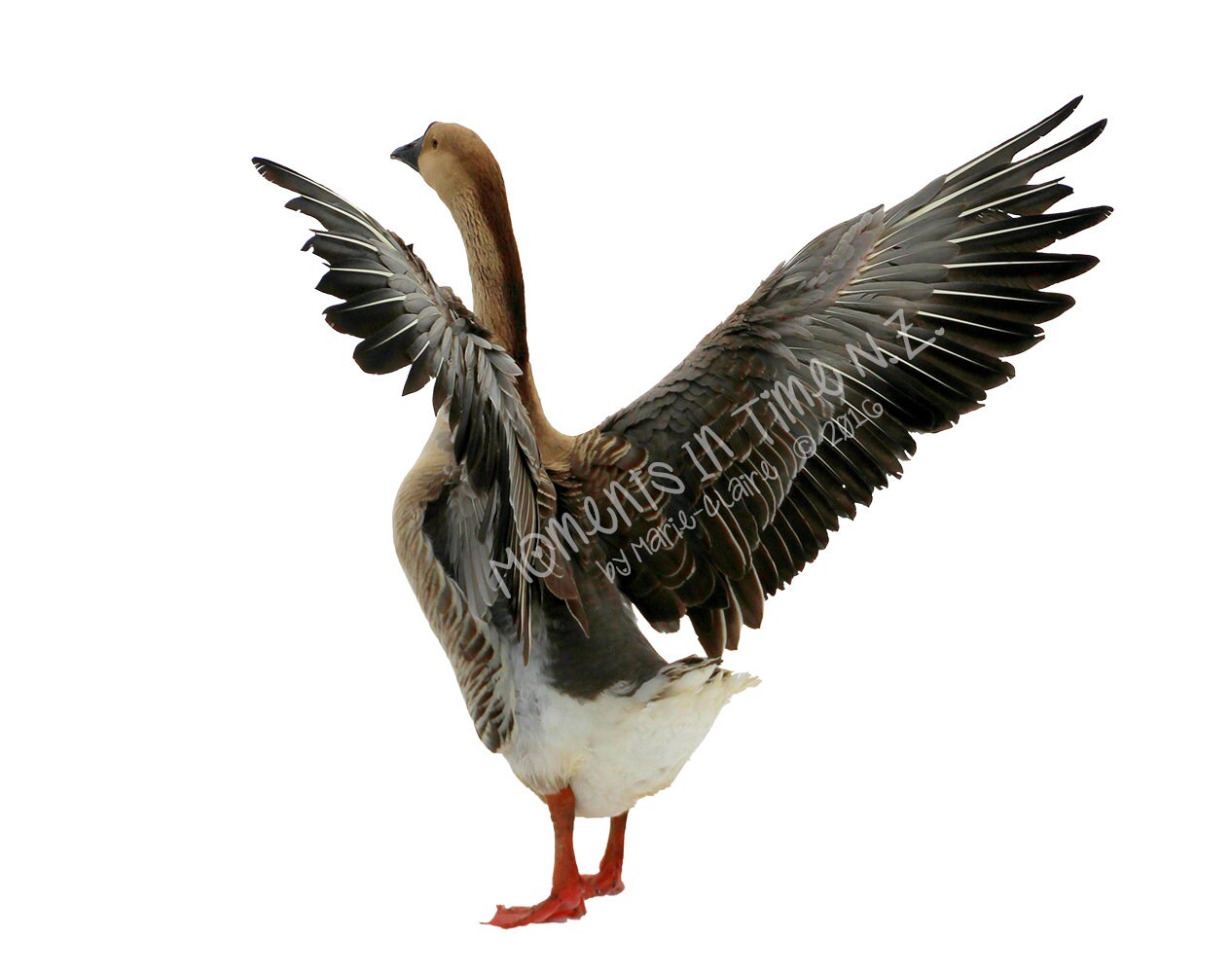 Moments In Time Goose Flapping Its Wings Animal Overlay | Etsy