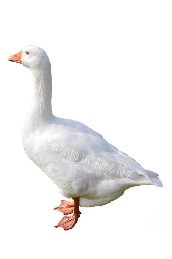 White Goose White Background