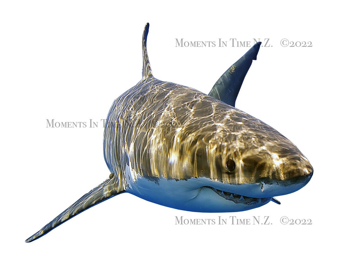 MIT Shark Underwater Digital Overlay - Etsy