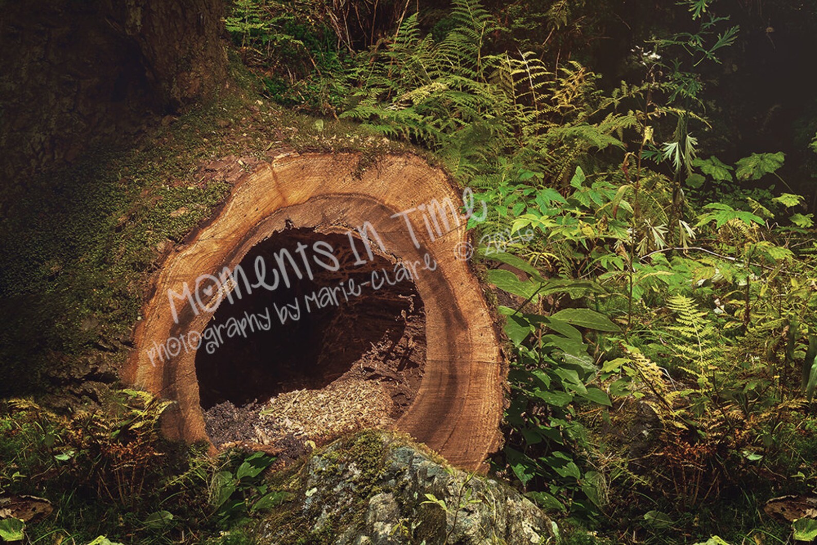 Moments in Time Hollow Log Forest Background for Newborns - Etsy New ...