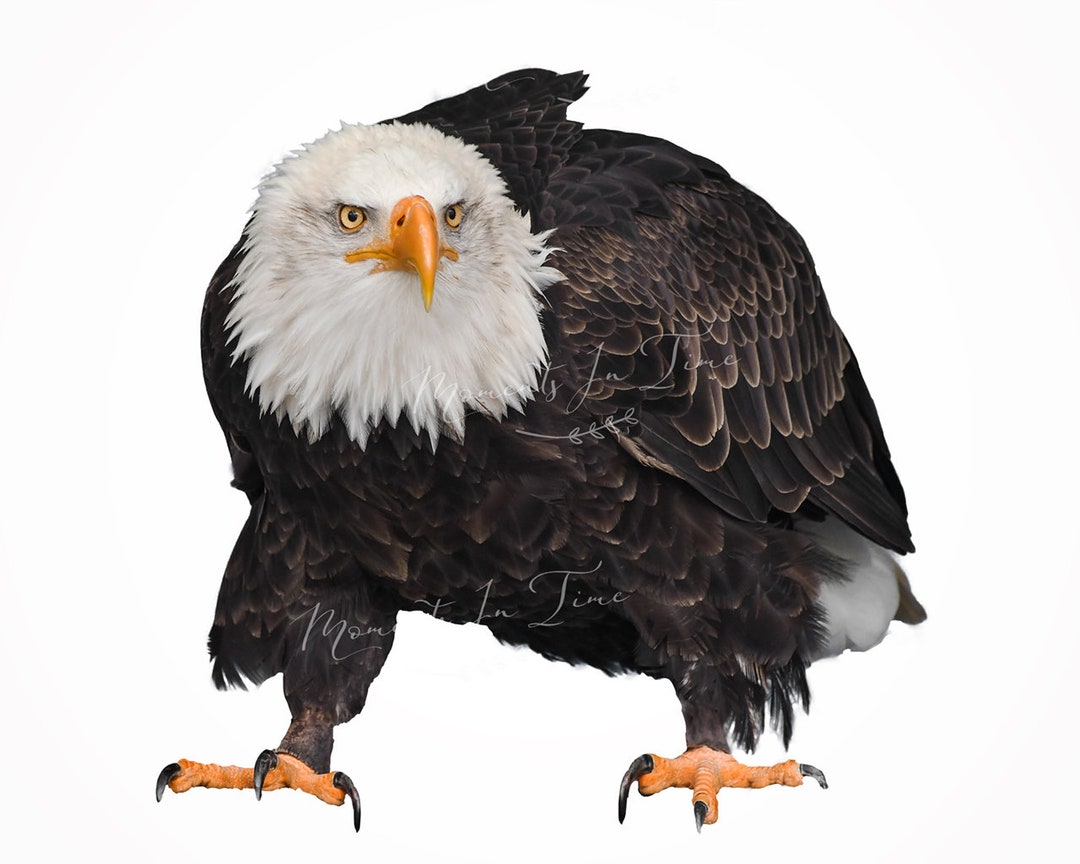 MIT Bald Eagle Digital Overlay - Etsy
