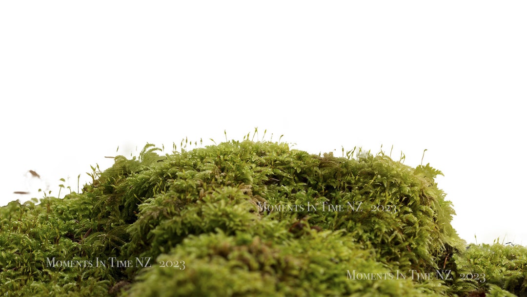 MIT Moss Digital Overlay - Etsy