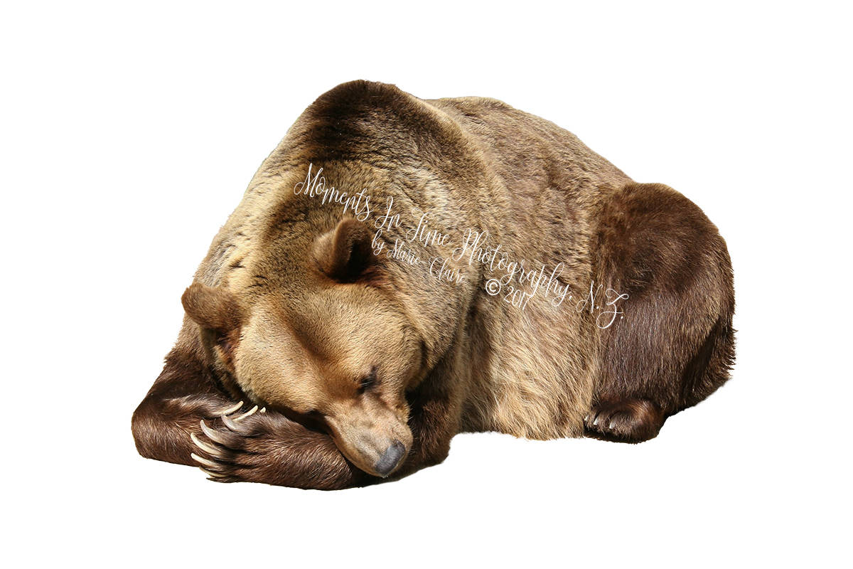 MIT Bear Laying on Paws Digital Overlay | Etsy