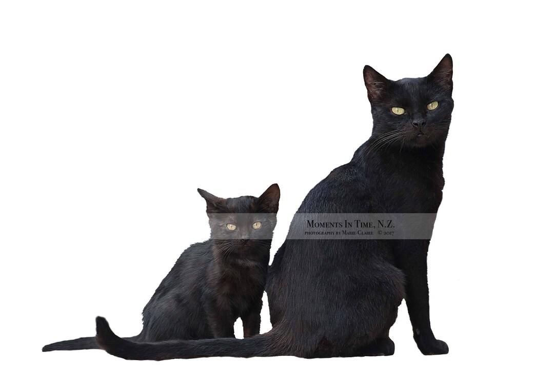 MIT Black Cat and Kitten Digital Overlay - Etsy