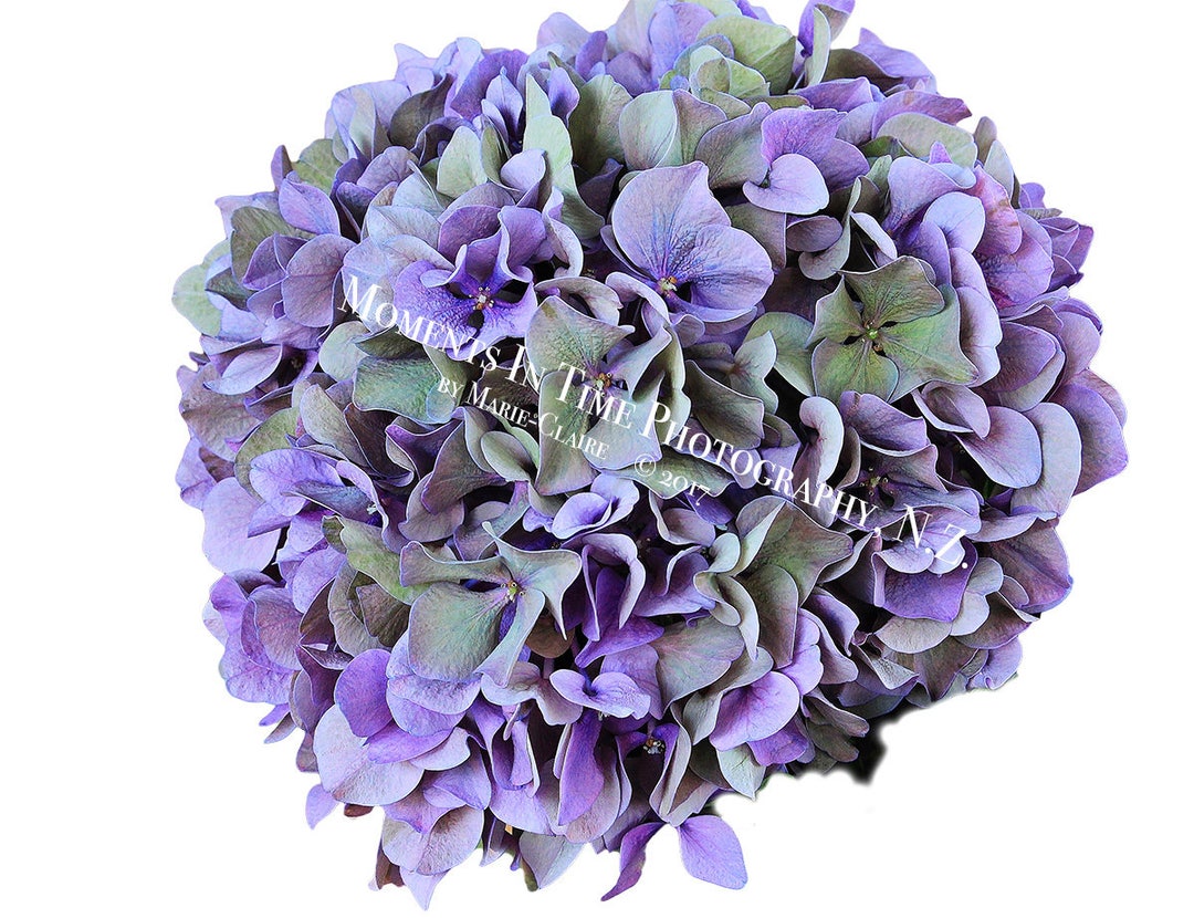 MIT Single Mauve Hydrangea Digital Overlay - Etsy