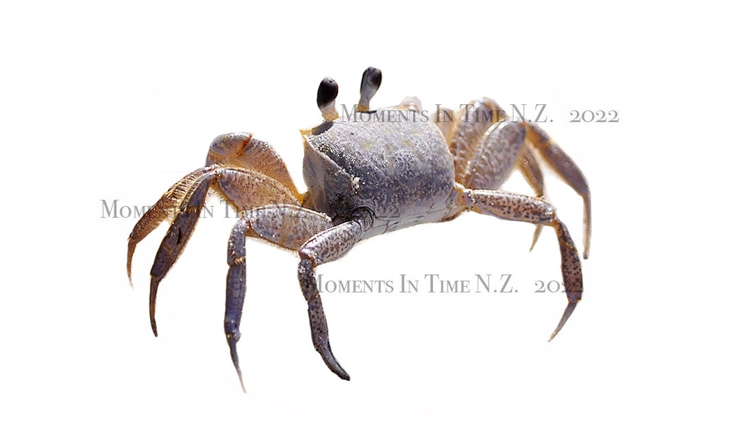 MIT Crab Digital Overlay - Etsy