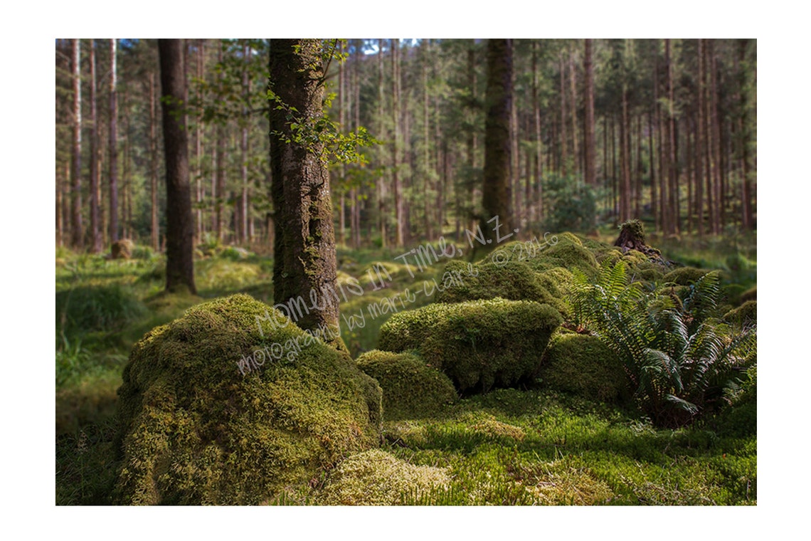 Moments in Time Irish Forest Digital Background landscape - Etsy New ...