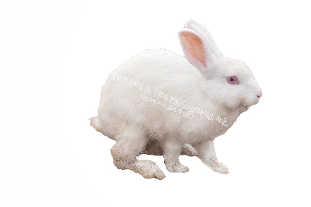 MIT White Rabbit Animal Digital Overlay - Etsy