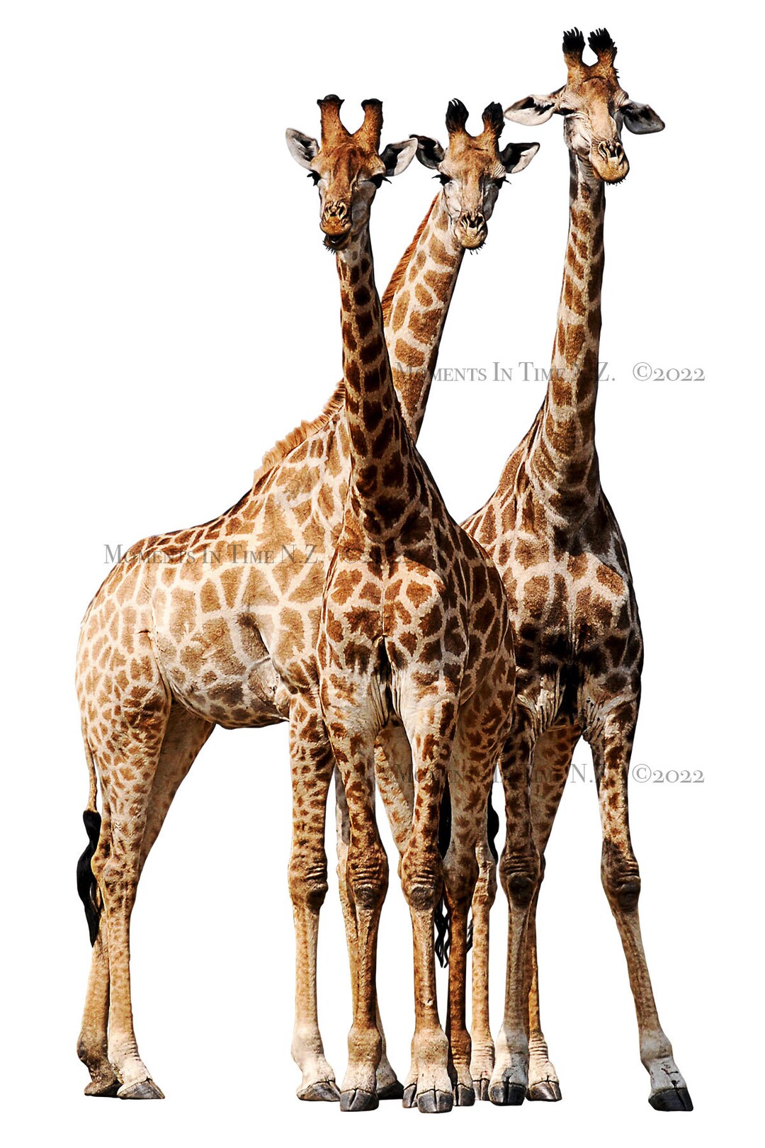 MIT Three Giraffes Digital Overlay - Etsy