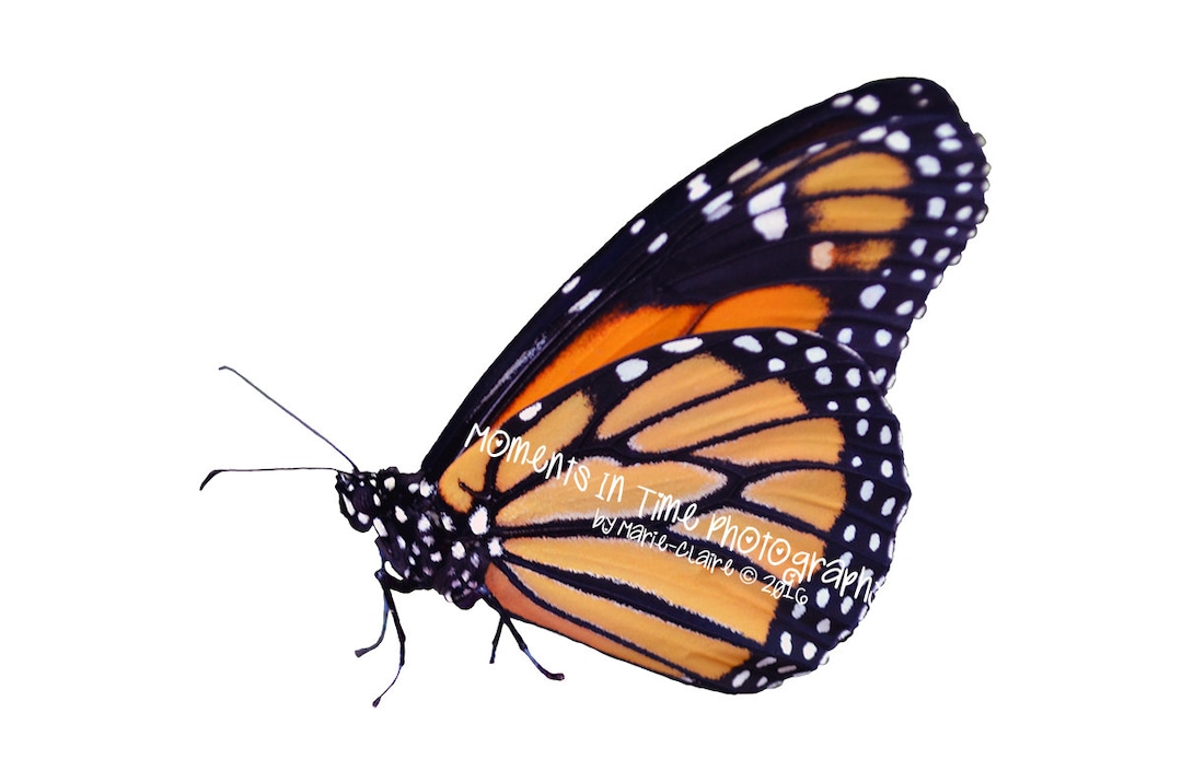 MIT Monarch Butterfly Digital Overlay - Etsy
