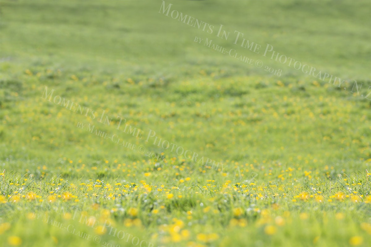 MIT 3 for 1 Springtime Buttercup Field Calf Digital | Etsy