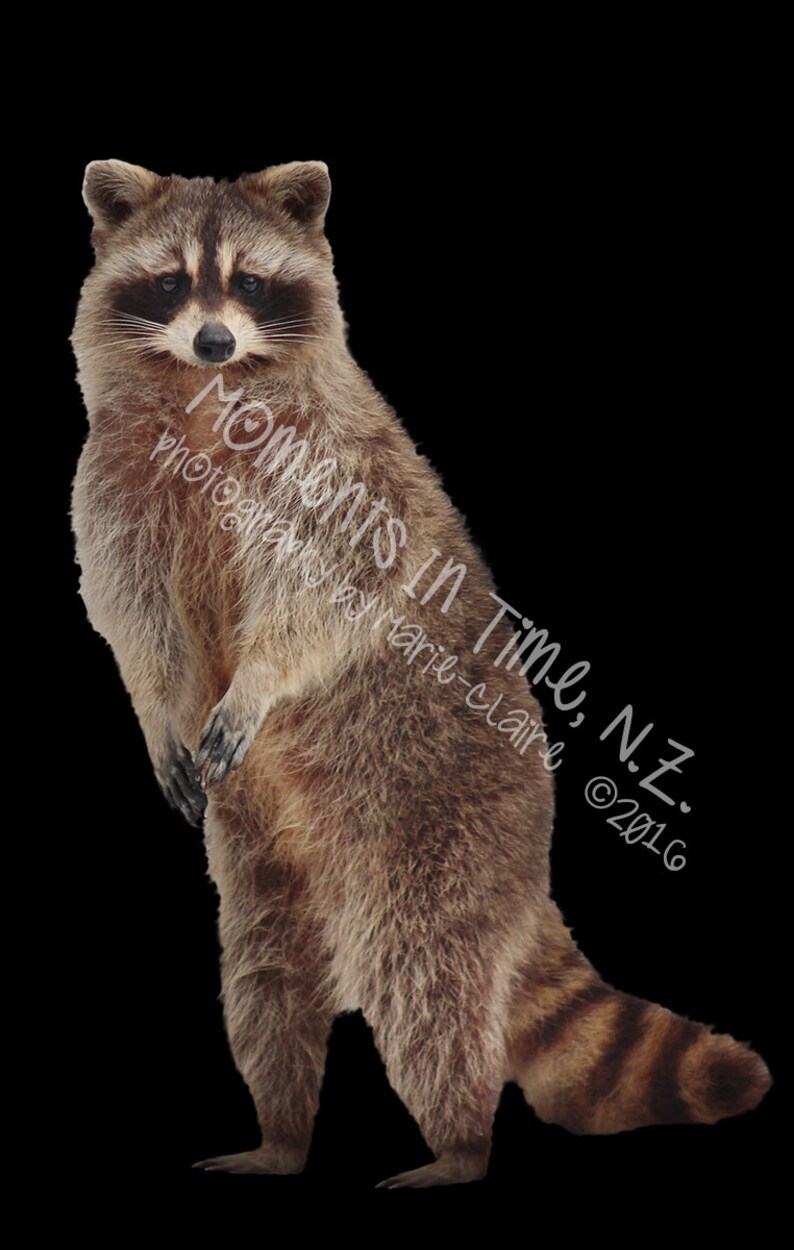 MIT Raccoon Animal Digital Overlay - Etsy
