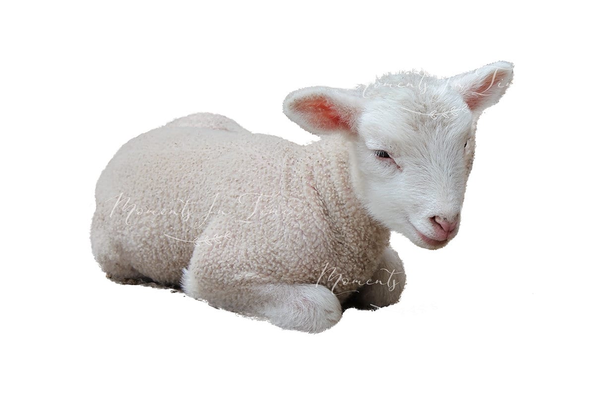 Lamb Lying Silhouette