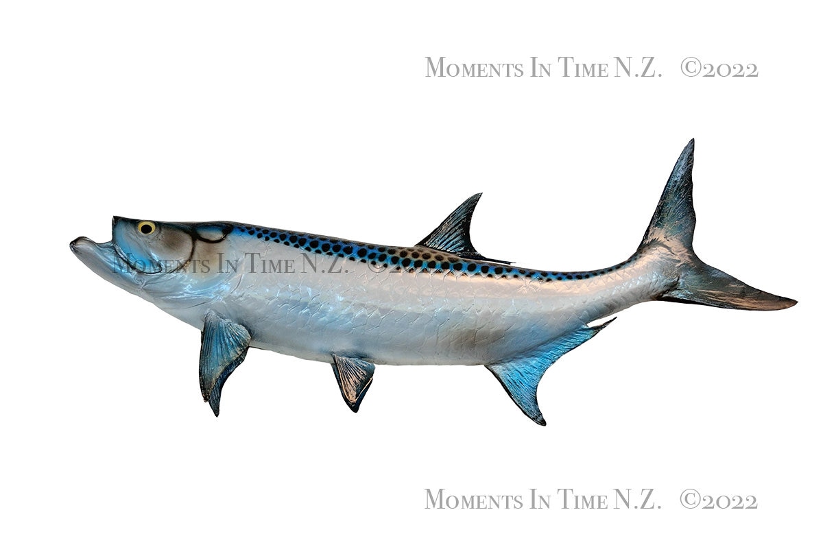 Tarpon Fish Clipart Backgrounds