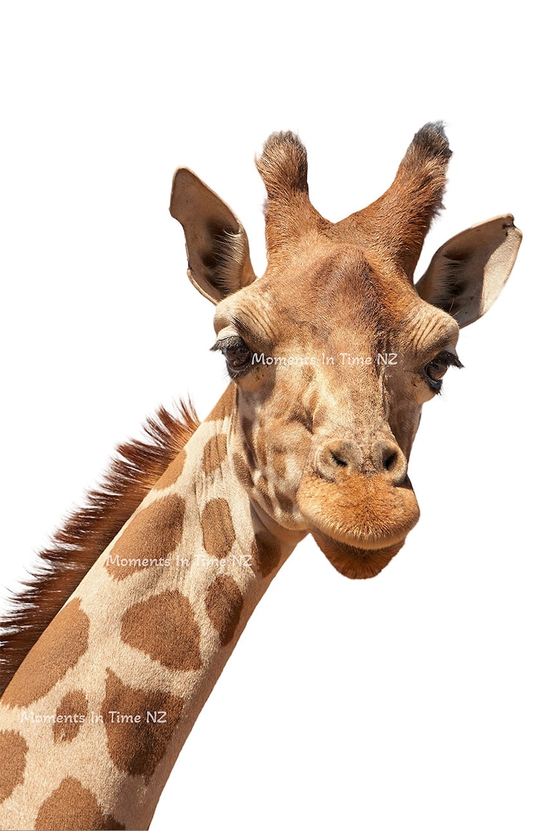 MIT Giraffe Head Digital Overlay - Etsy