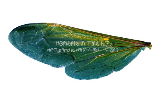 MIT Green Wing Digital Overlays left and Right - Etsy