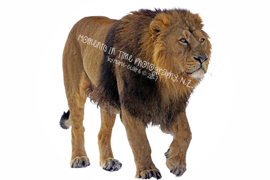 MIT Lion Animal Digital Overlay - Etsy