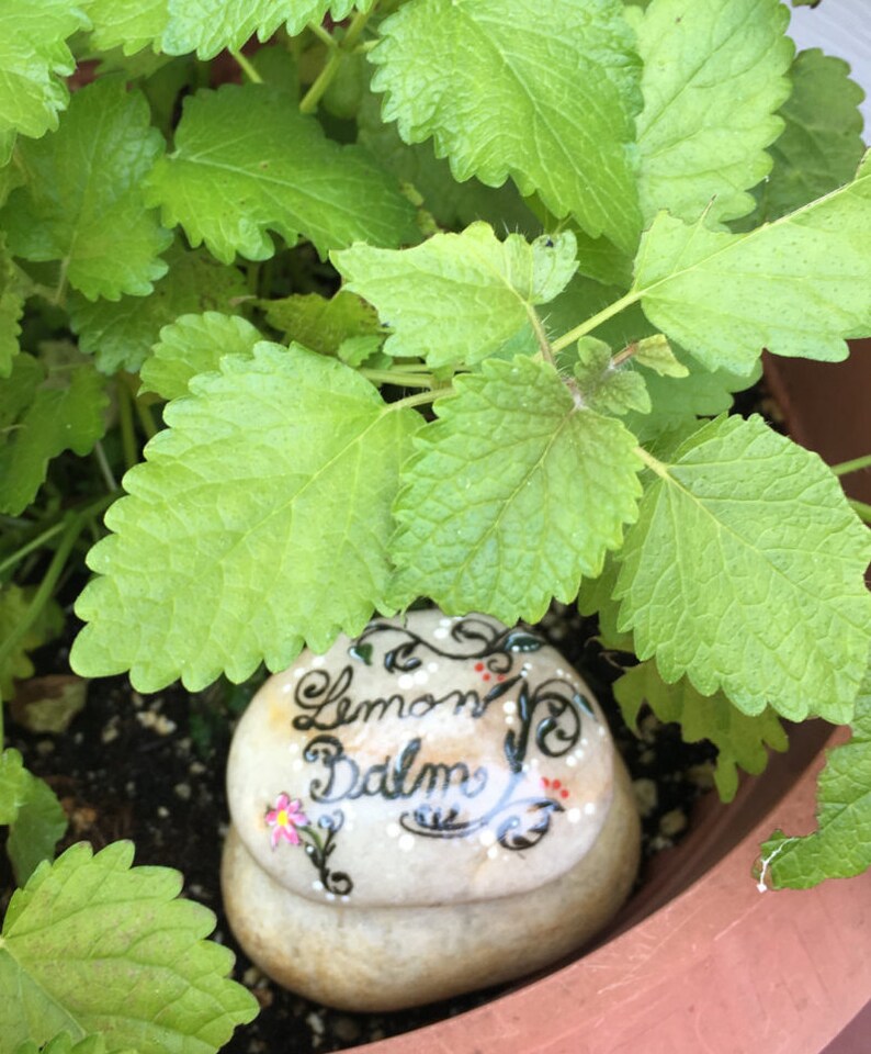 Hand Painted Lemon Balm Stone, Painted Stone, Hand Painted, Stone Art ...
