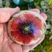 Hand Painted Poppy Flower Stone - Etsy