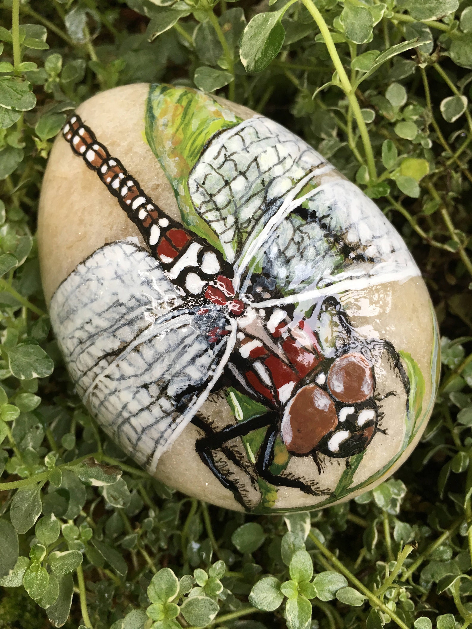 Hand Painted Dragonfly Stone - Etsy