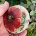 Hand Painted Poppy Flower Stone - Etsy