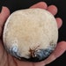 Hand Painted Thanksgiving Turkey Stone - Etsy