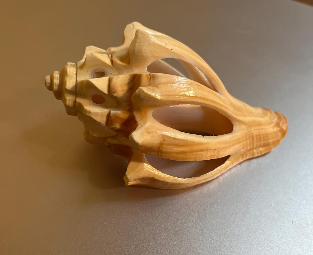 Vintage Beige Sea Shell - Vintage Conch Shell - Etsy