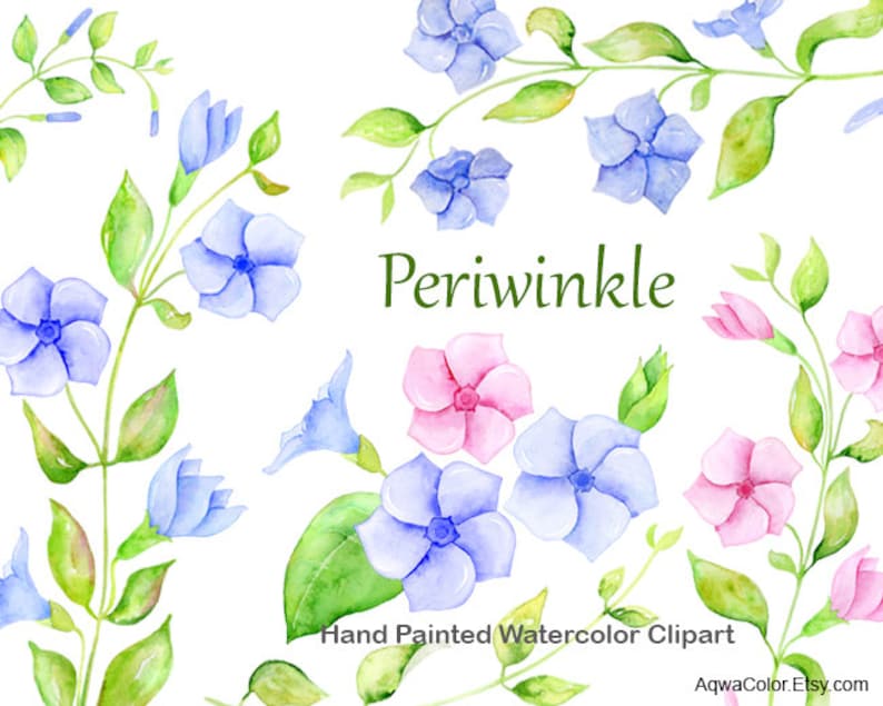 Watercolor Flower Clipart Periwinkle - Commercial Use Clipart Blue Pink ...