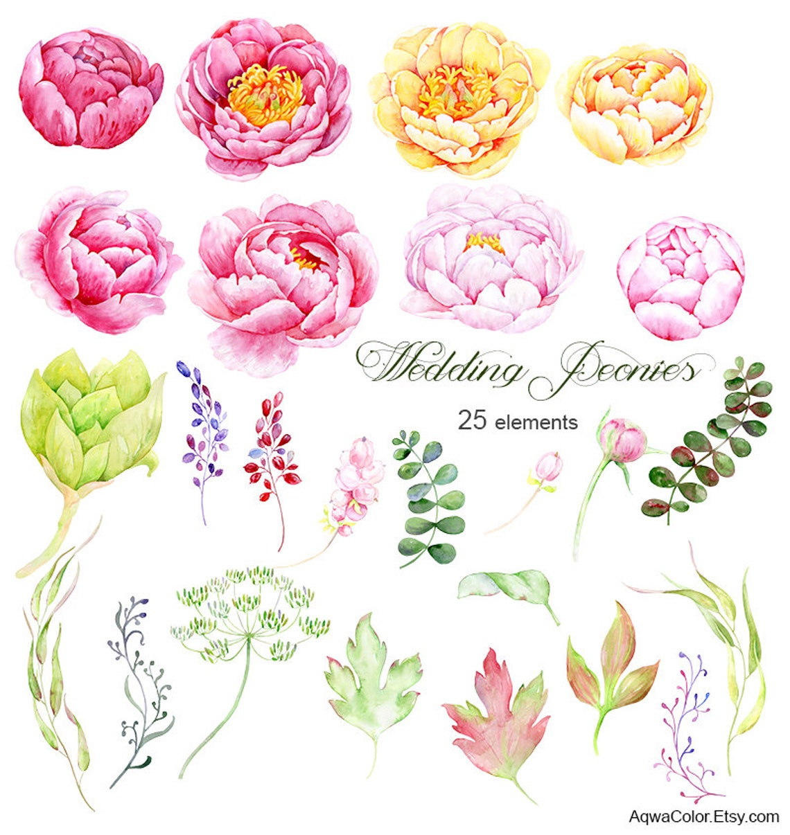 Watercolor Peonies Clipart Wedding Peonies - Commercial Use Flower ...