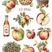 Apples. Digital Watercolor Clipart. AI Illustration. Watercolour Apples ...