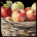 Apples. Digital Watercolor Clipart. AI Illustration. Watercolour Apples ...