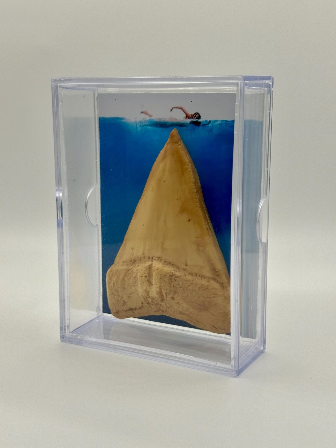 Replica Great White Shark Tooth Display - Etsy