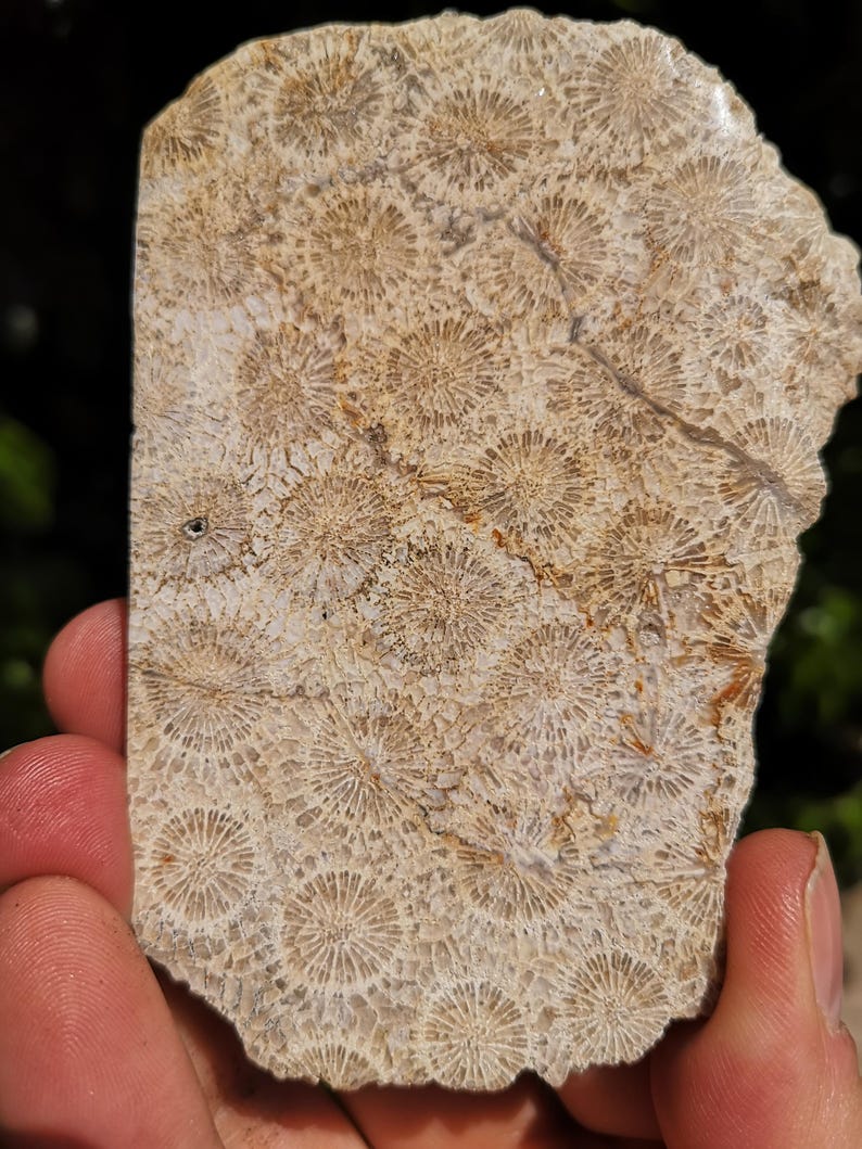 Fossil Coral Slice - 118g Agatized Fossil Slab - Natural Agatised Slice ...