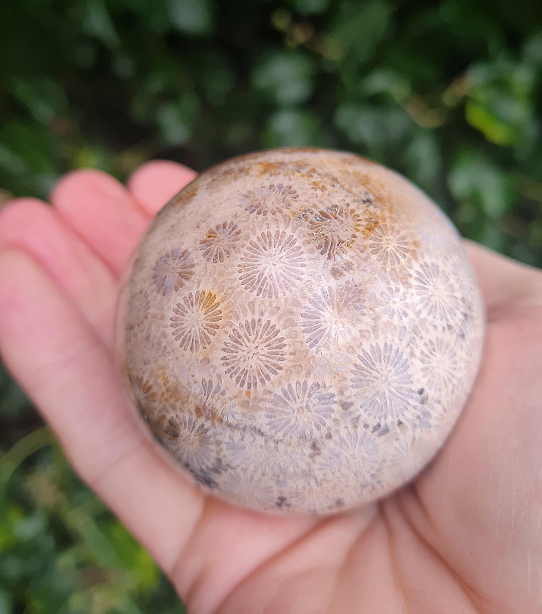Flower Pattern Coral Fossil Sphere - Agatized Coral Sphere 296g - 60mm ...
