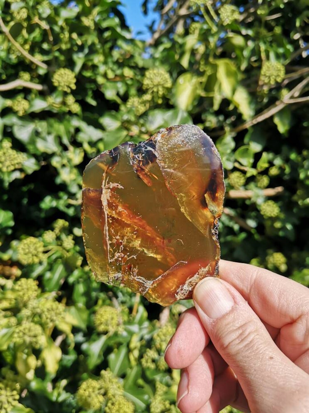 Amber Slice Sumatran Amber Slab Indonesian Amber Slab UV Reactive Amber ...