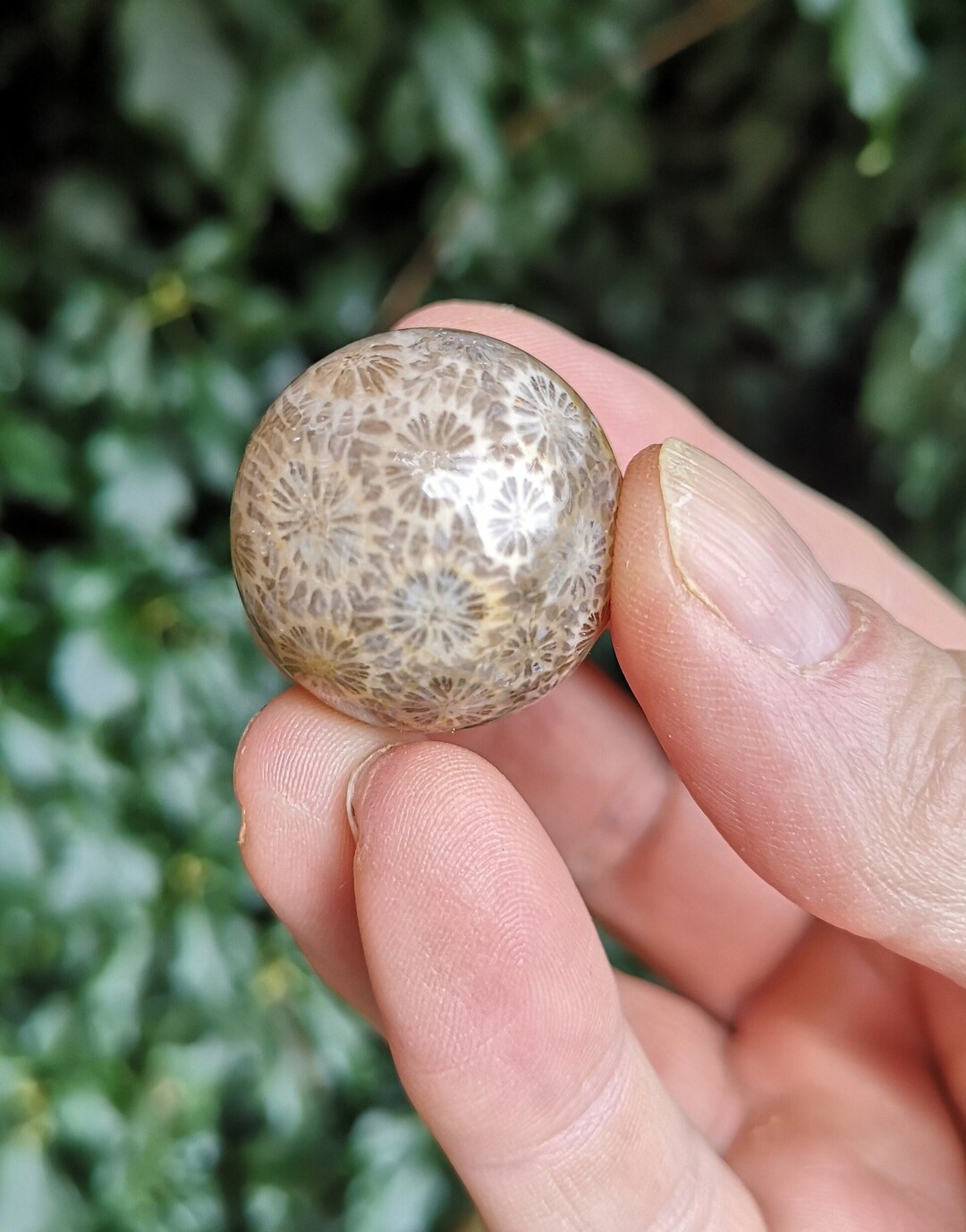 Flower Pattern Coral Fossil Sphere - Agatized Coral Sphere 22.5g - 25mm ...