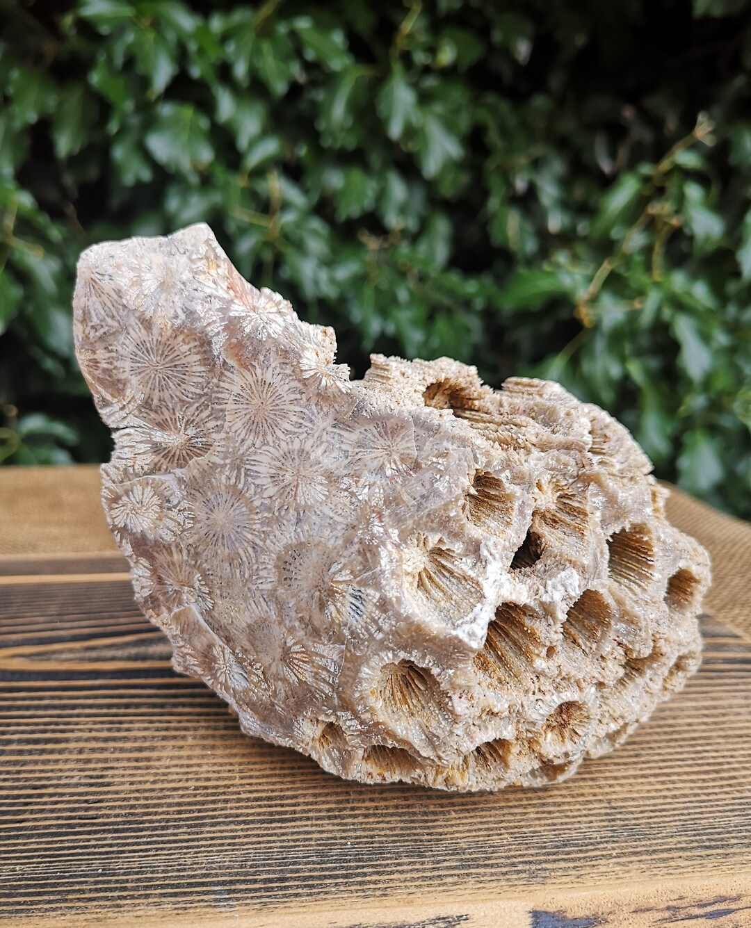 Fossil Coral Specimen Statement Piece 650g - Natural Agatized Fossil ...
