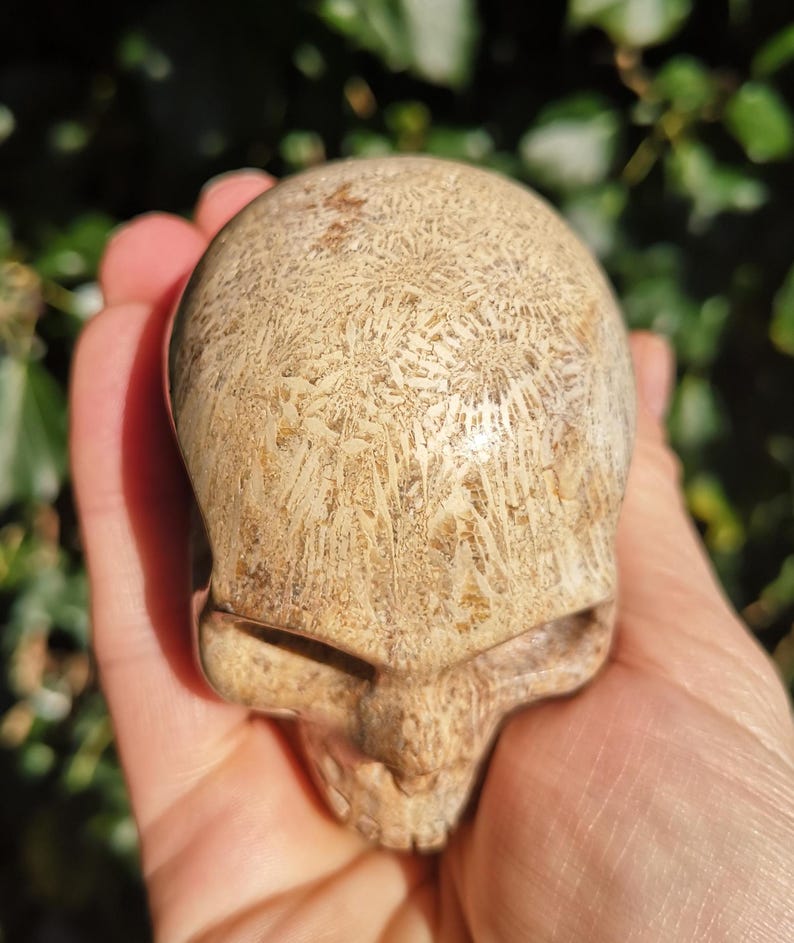 Fossil Coral Skull 311g - Fossilised Coral Skull 3inch - Agatised ...