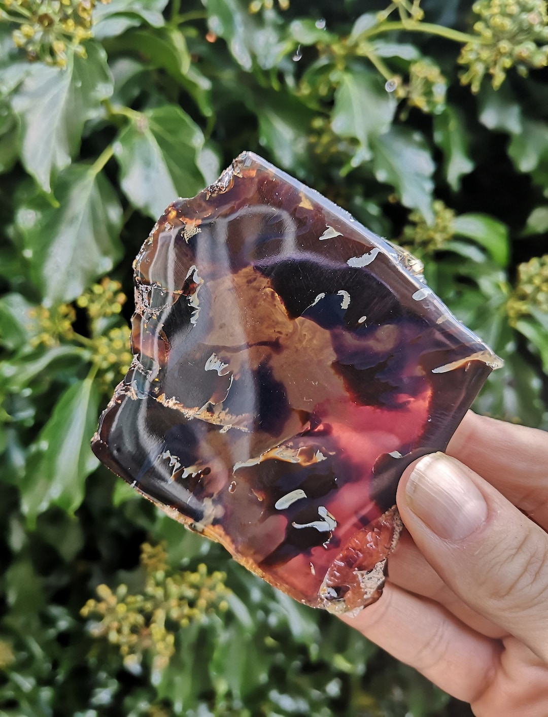 Sumatran Amber Slice Large Amber Slab 60g Indonesian Amber Slice Sliced ...