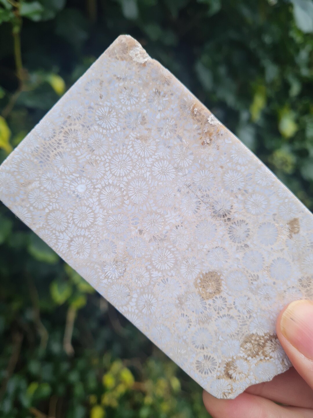 Fossil Coral Slice 168g Agatized Fossil Slab White Natural Agatised ...