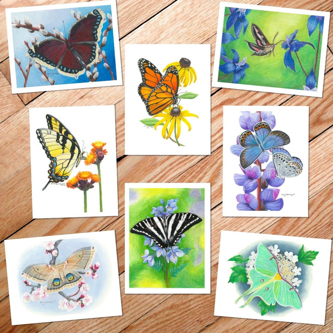 Minnesota Butterflies and Moths Pack of 8 Notecards - Etsy