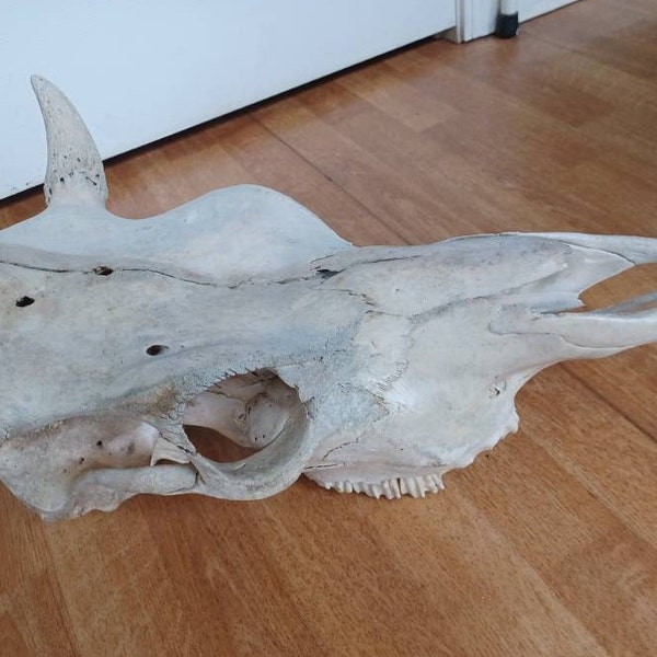 Real Cow Skull - Etsy