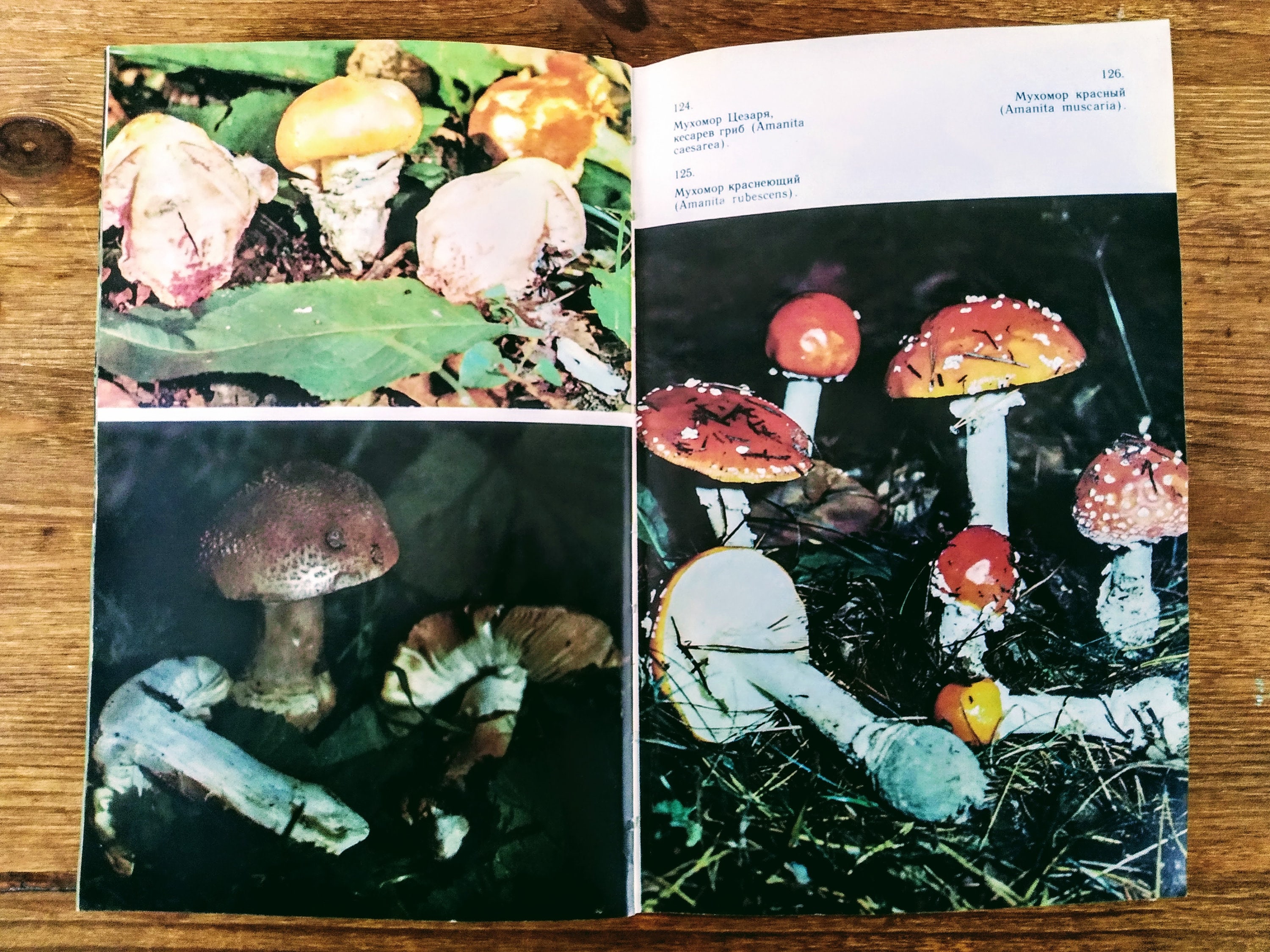 Mushrooms Illustration Botanical Book Reference Book - Etsy