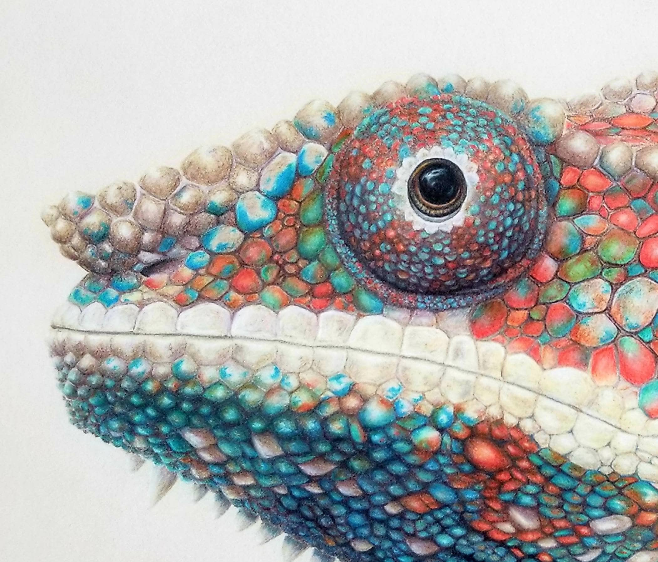 Colorful Chameleon Drawing